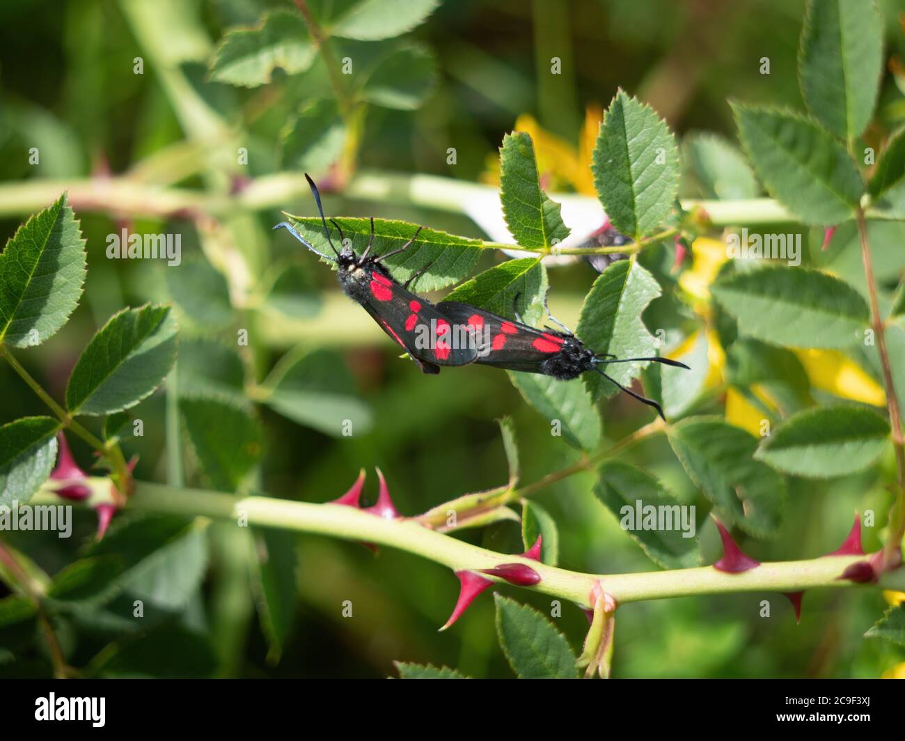 Black red spot hi-res stock photography and images - Alamy