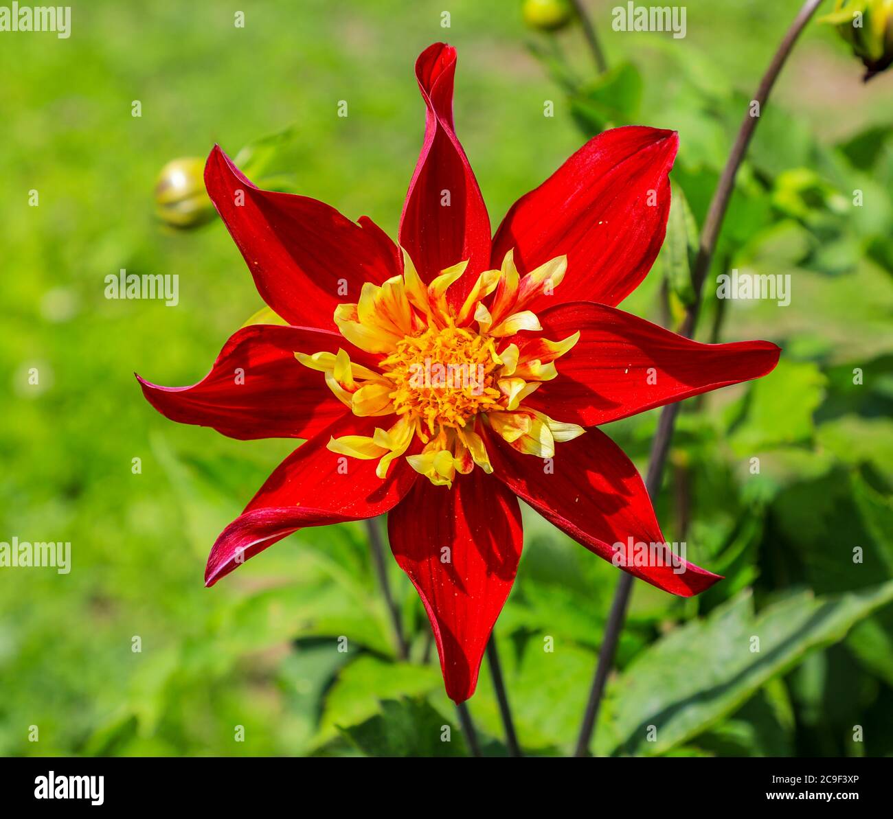 Dahlia chimborazo flower hi-res stock photography and images - Alamy