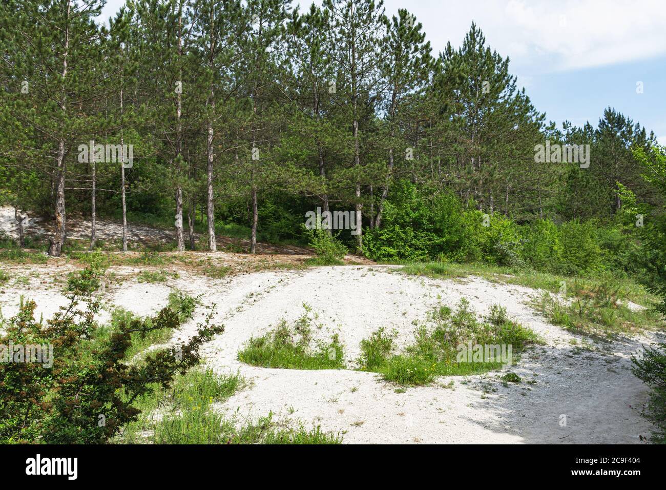 Crimean pine tree hi-res stock photography and images - Alamy