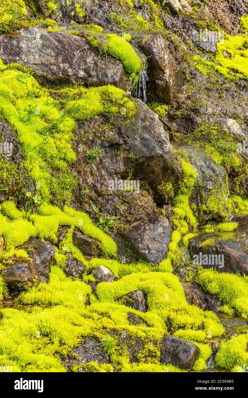 Green moss on a rock wall with running water Stock Photo - Alamy
