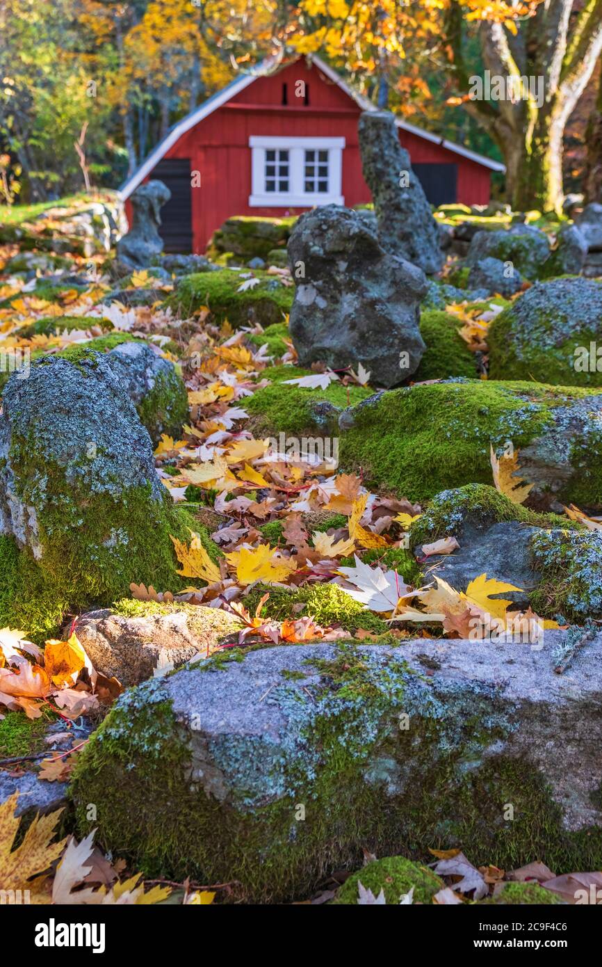 Maple tree by old shed hi-res stock photography and images - Alamy