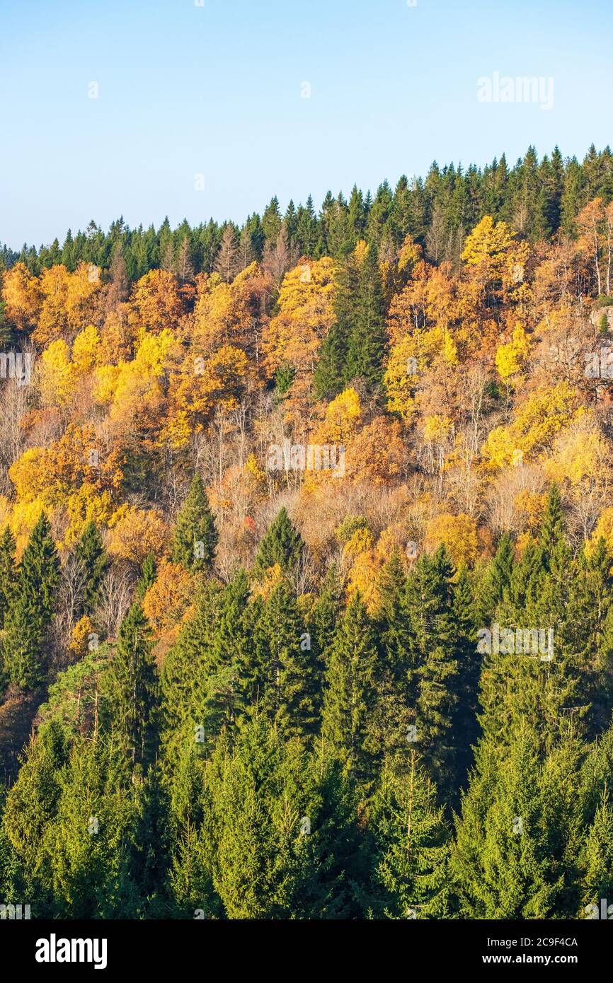 Forest on a mountain slope hi-res stock photography and images - Alamy