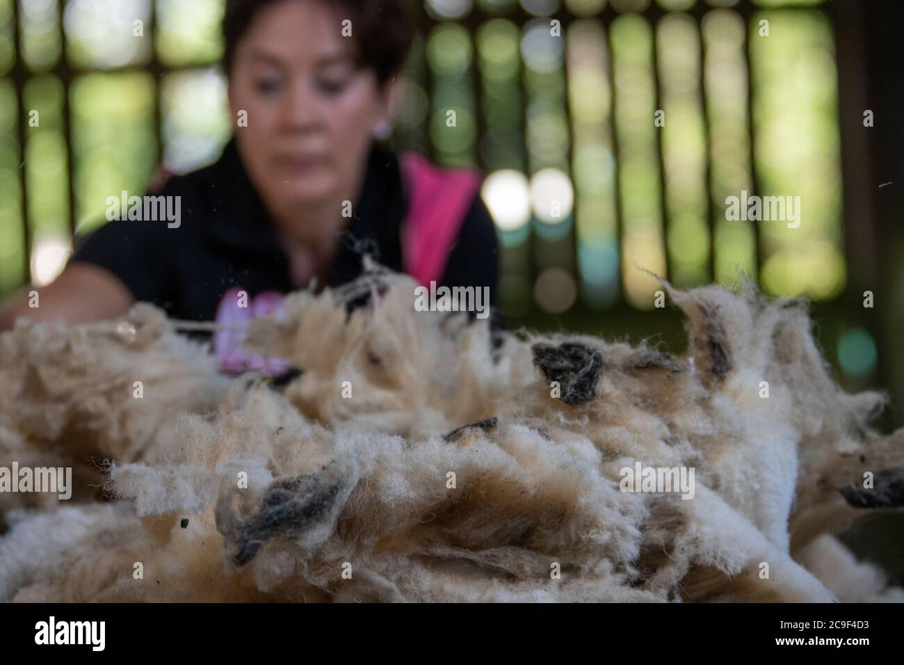Sheep shearing women hi-res stock photography and images - Alamy