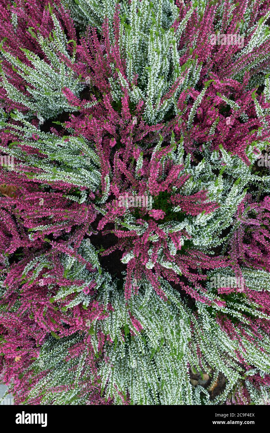 Beautiful flowers blooming hi-res stock photography and images - Alamy