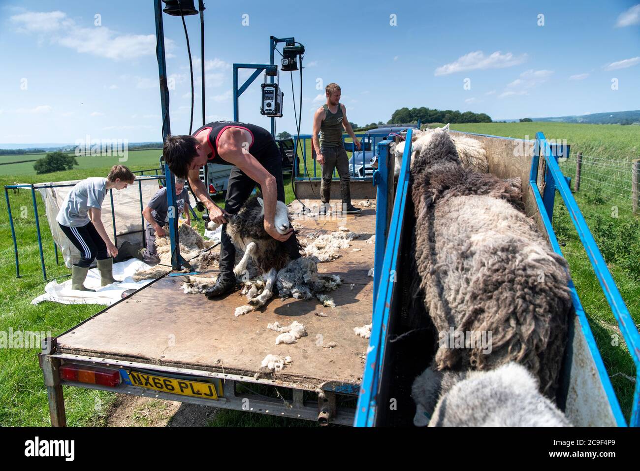 Farmer cutting wool hi-res stock photography and images - Alamy