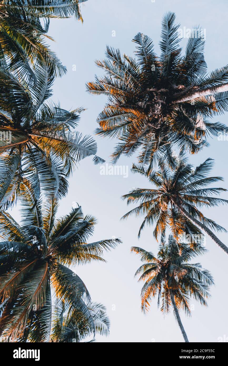Coconut trees in the paradise island of Koh Phangan, Thailand Stock ...