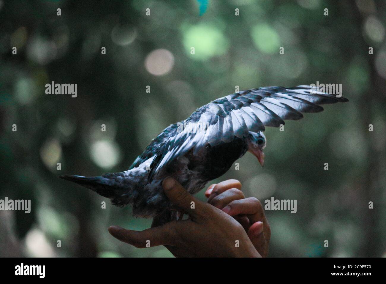 High Flying Pigeon in human hand Stock Photo - Alamy