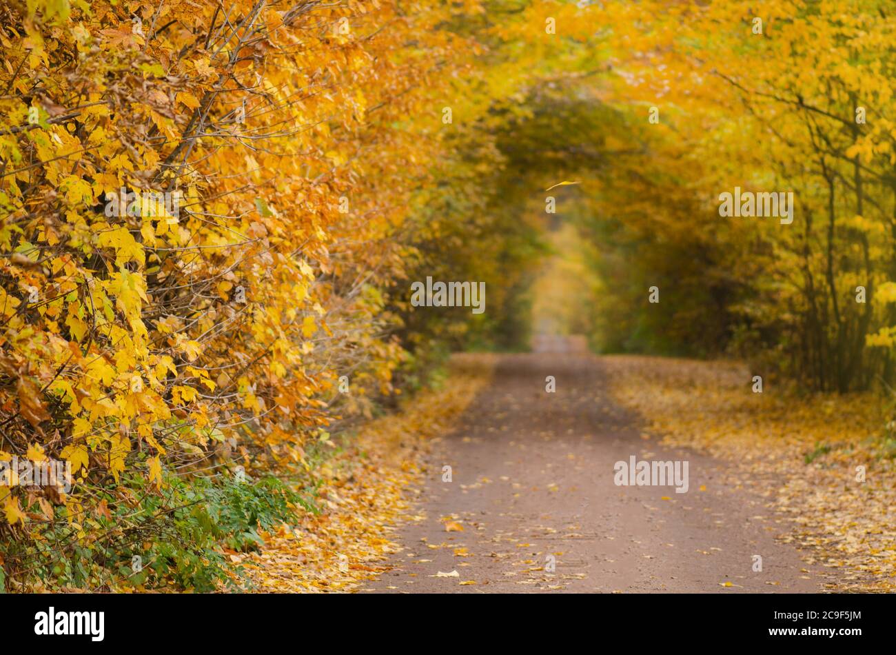 Autumn tunnel through wooded countryside. Amazing autumn tunnel path ...