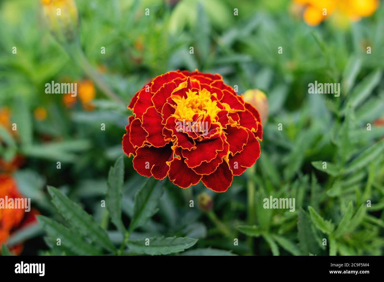 Red marigold hi-res stock photography and images - Alamy