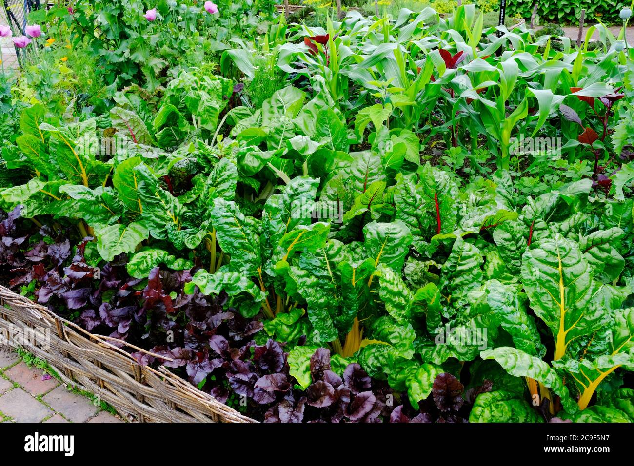 Ornamental kitchen garden hi-res stock photography and images - Alamy