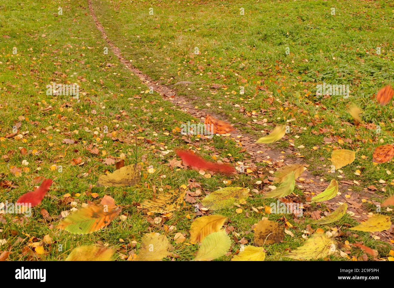 Autumn leaves falling and spinning. Autumn falling leaves on forest ...