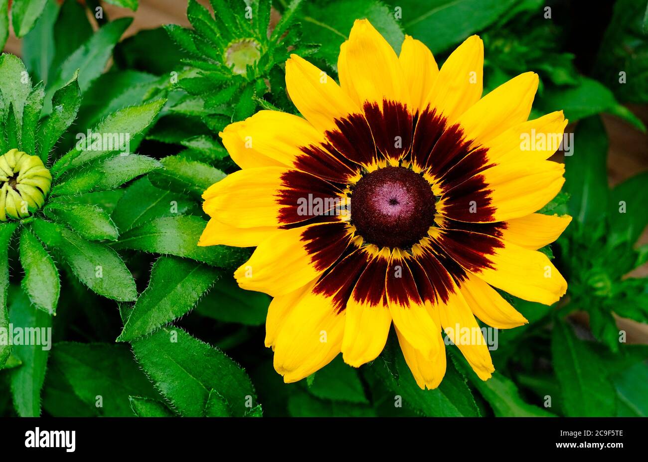 yellow rudbeckia sunbeckia flower in english garden, norfolk, england ...