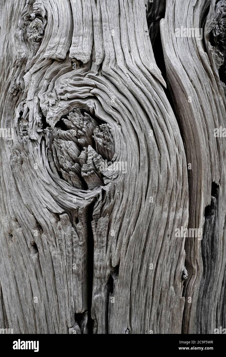 Old weathered tree hi-res stock photography and images - Alamy