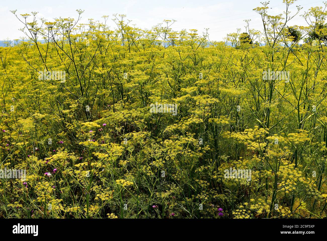 Austria, field with fennel Stock Photo - Alamy