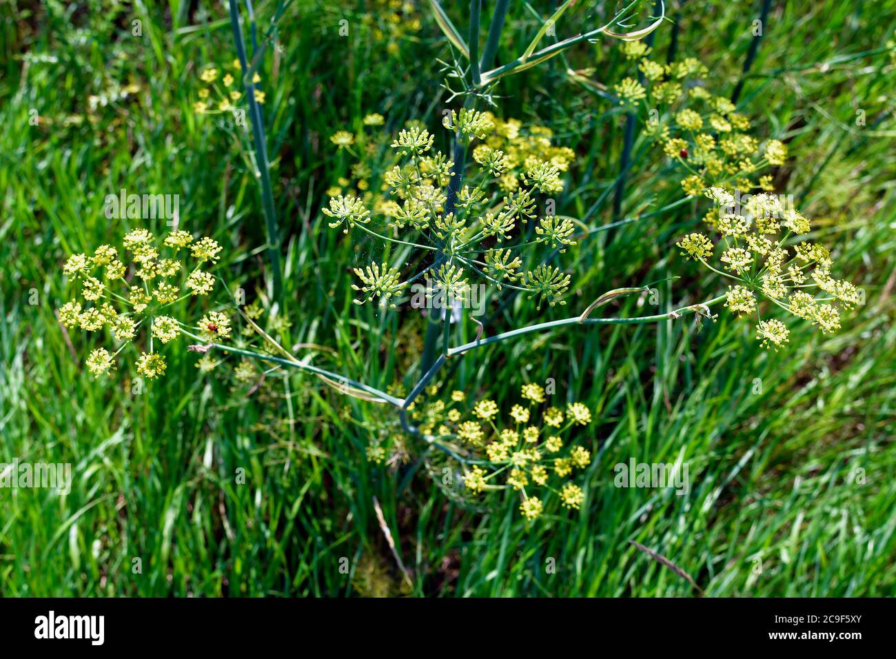 Austria, field with fennel Stock Photo - Alamy