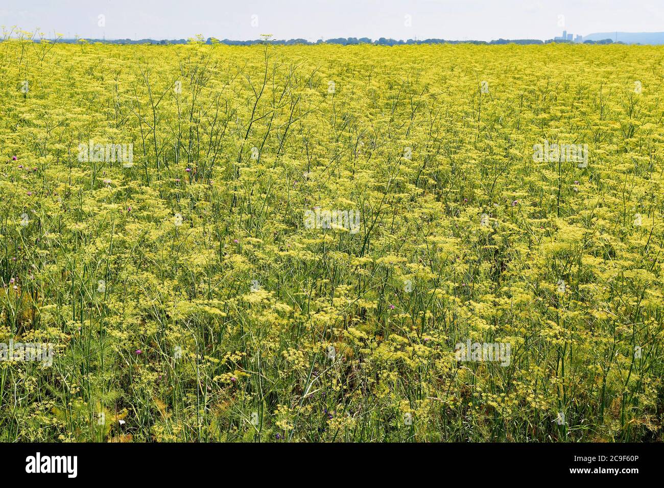 Austria, field with fennel Stock Photo - Alamy