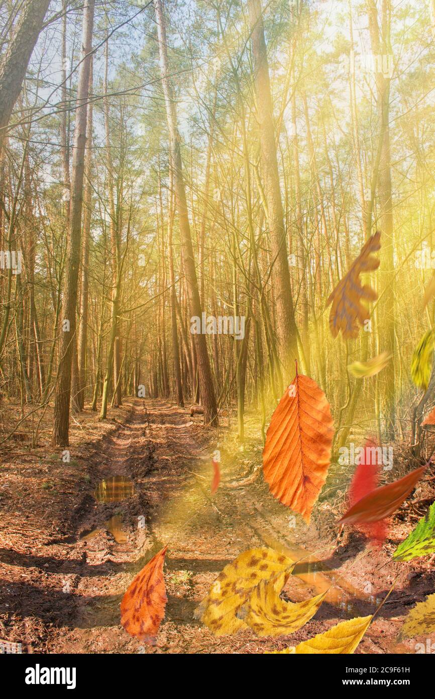 Beautiful leaves falling down motion hi-res stock photography and ...