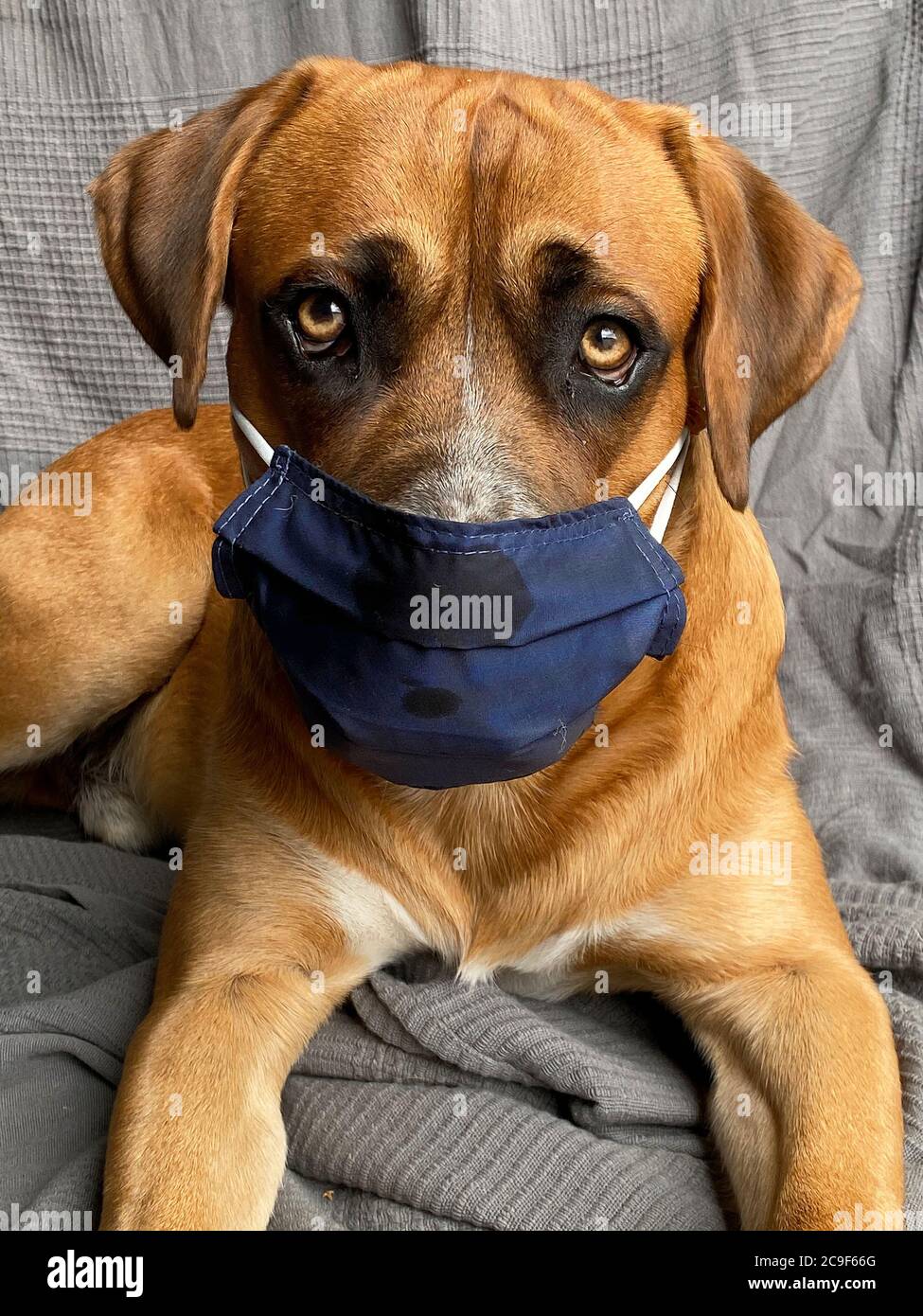 Dog with mask against Civid19 virus Stock Photo - Alamy