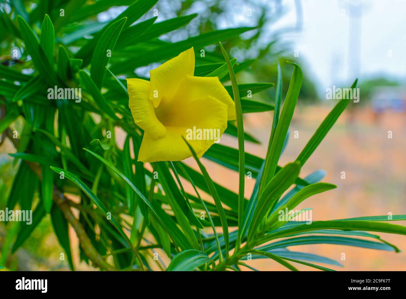 Yellow oleander hi-res stock photography and images - Alamy