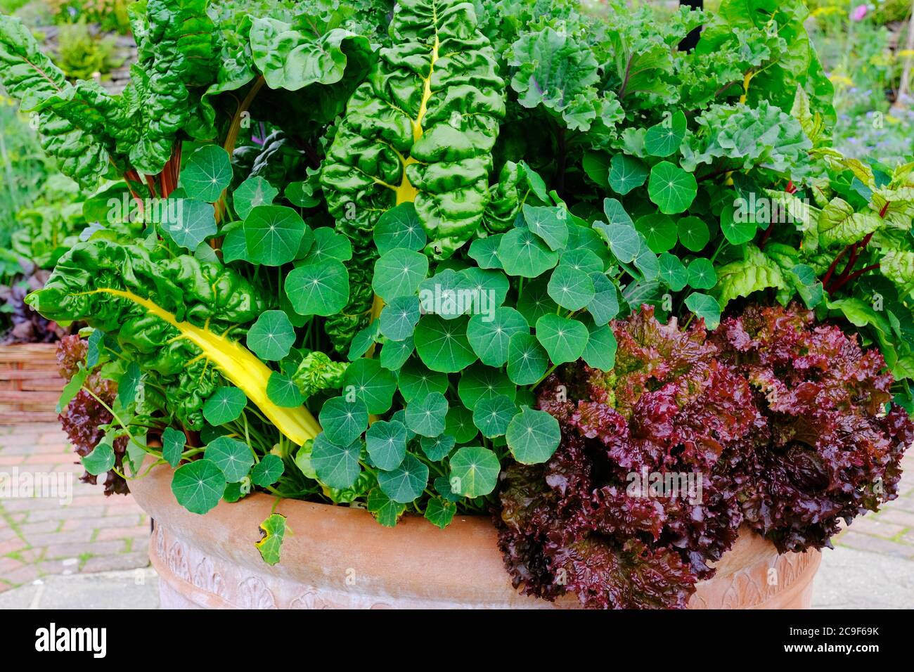 Large terracotta pot garden hi-res stock photography and images - Alamy