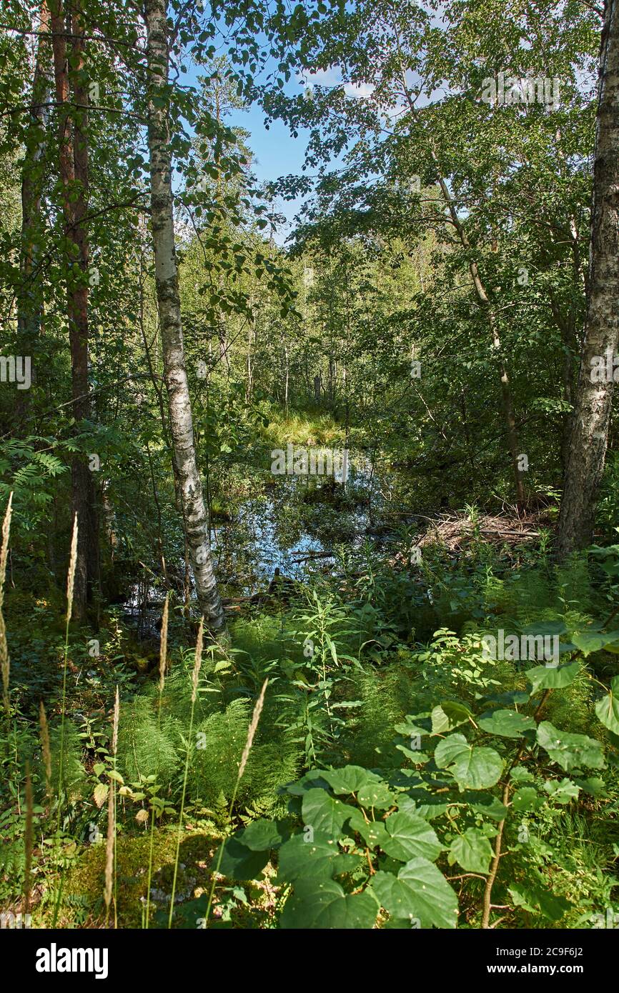Individual birch trees hi-res stock photography and images - Alamy