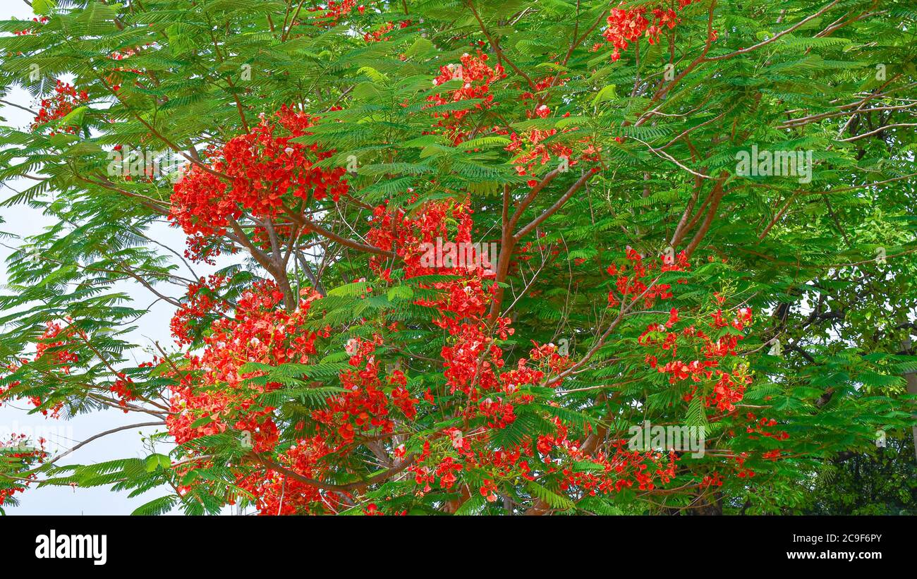 Gold Mohur Flower With Green Leaves & Branches On The Tree. Looking ...