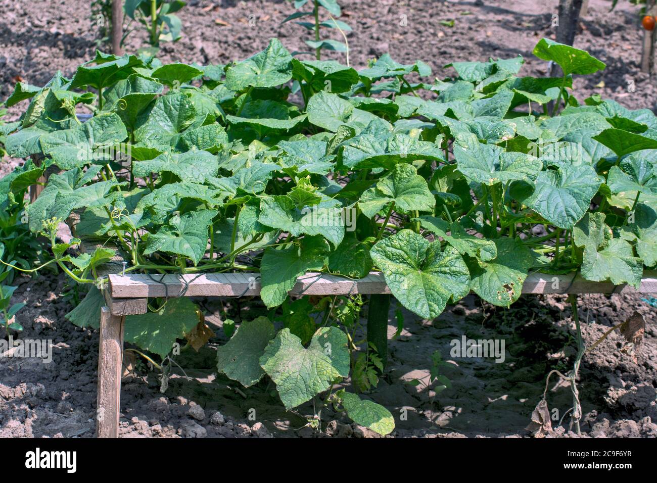 Garden in the yard with a cucumber plantation for own needs Stock Photo ...