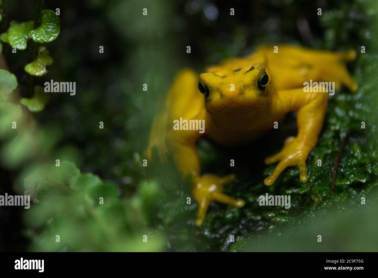 Amphibian frog panamanian golden hi-res stock photography and images ...