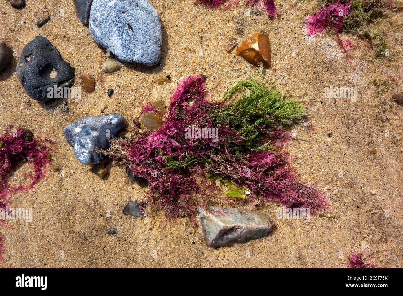 red alga, Antithamnion plumula, on the sand beach Norfolk, UK Stock ...