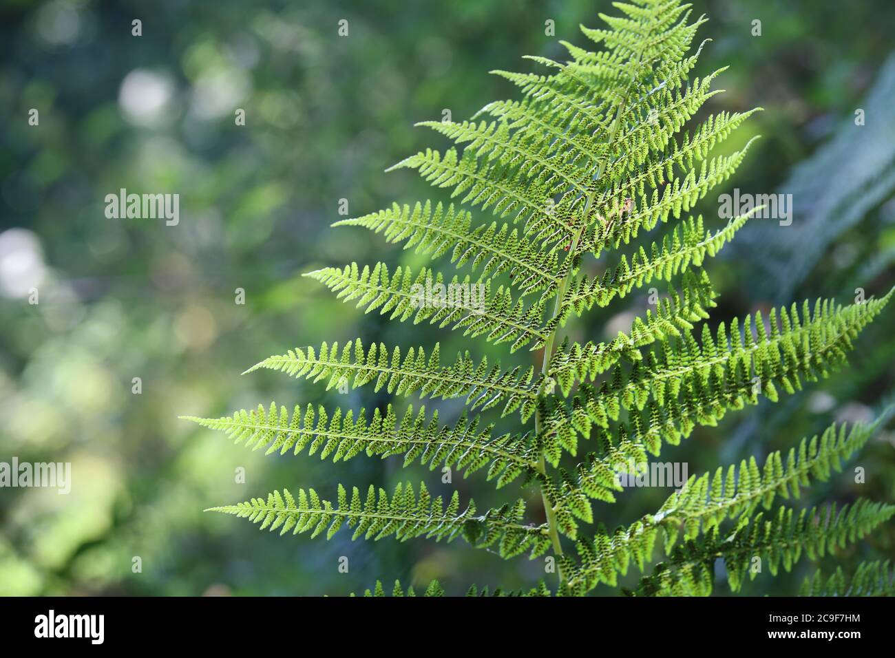 A sprig of green fern with brown spores Stock Photo - Alamy
