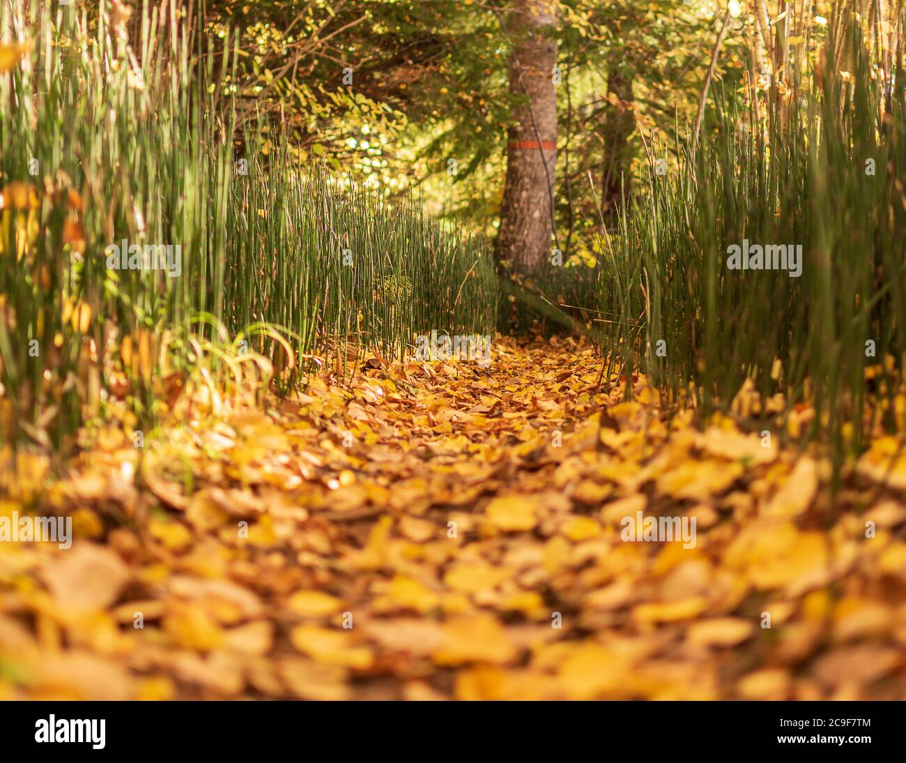 Explorer red maple leaf hi-res stock photography and images - Alamy