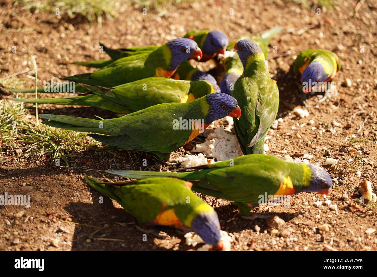 Flock of wild Australian rainbow lorikeet in vibrant color (colour ...