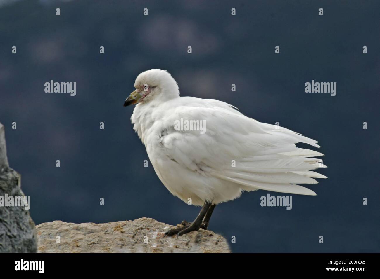 Pale faced sheathbill chionis alba hi-res stock photography and images ...