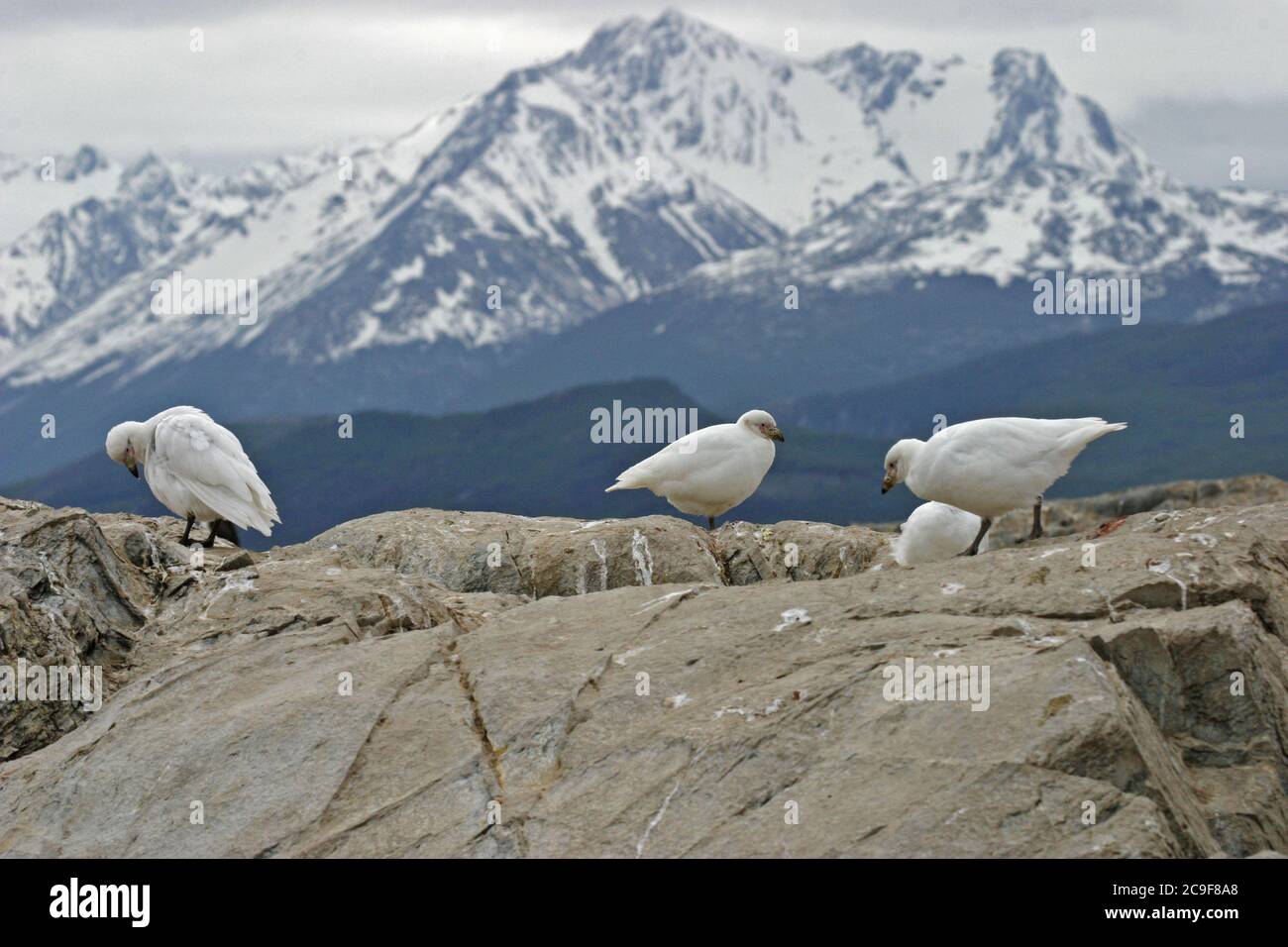 A Group of Snowy Sheathbill, Chionis albus Stock Photo - Alamy