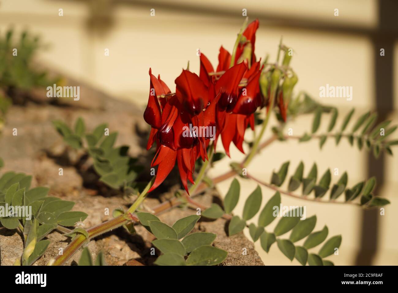 Floral emblem of the state of south australia hi-res stock photography ...