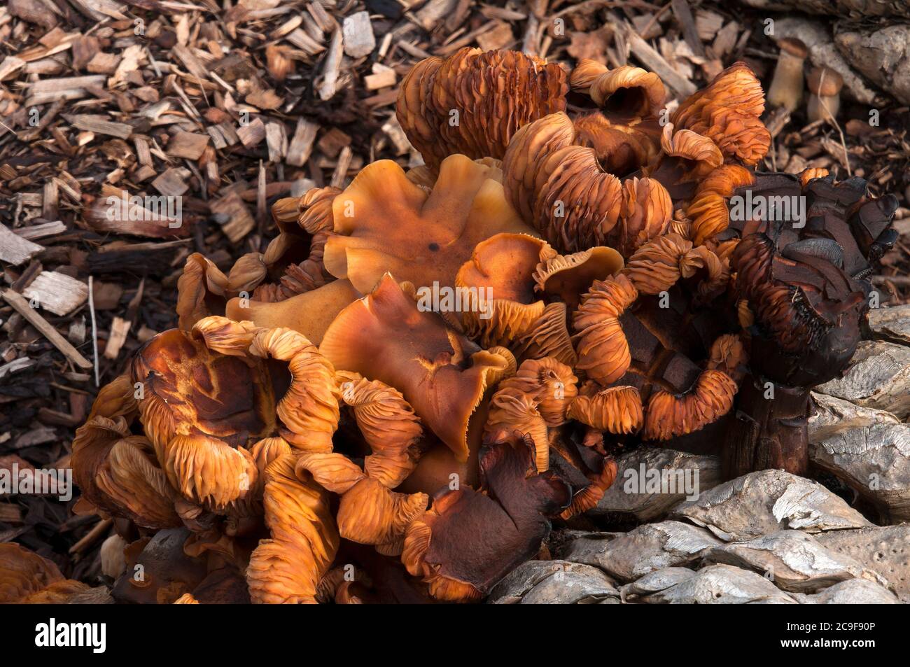 Sydney Australia, clump of old mushrooms where cap has been turned ...