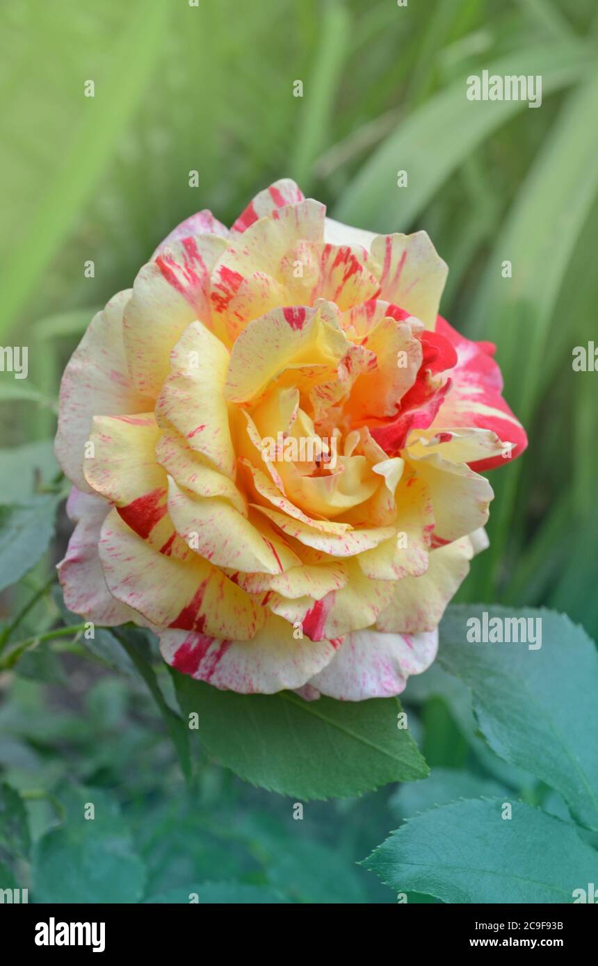 Claude Monet roses. Striped yellow and red roses known as Claud Monet ...