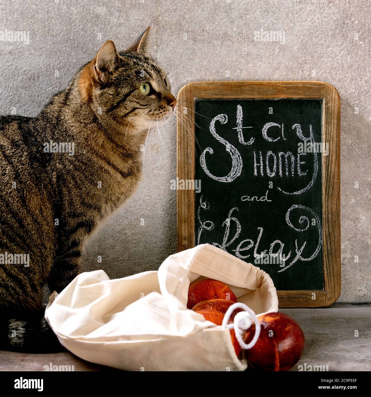 Cat stay home concept Stock Photo - Alamy