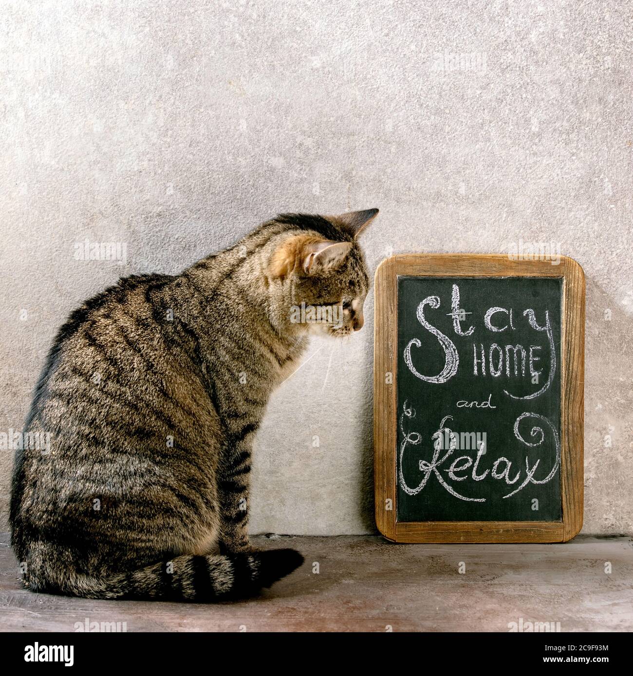 Cat stay home concept Stock Photo - Alamy