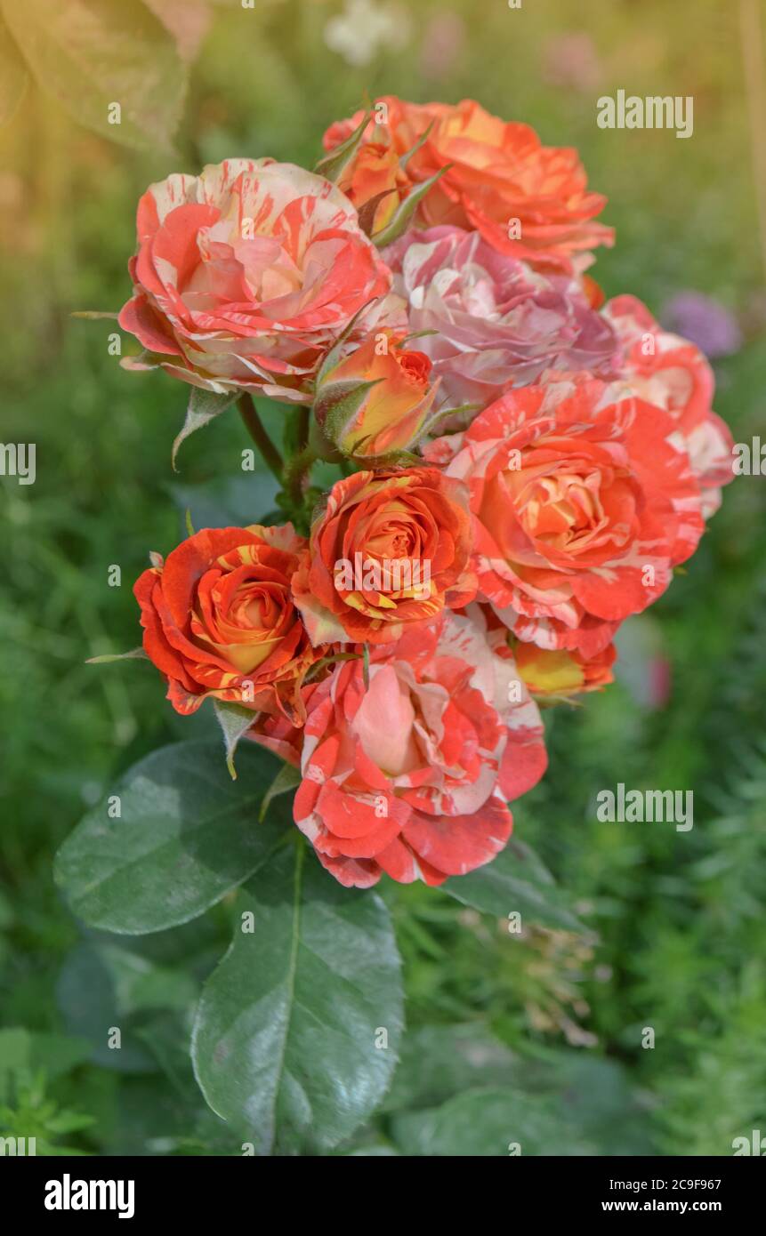 Bicolor yellow red roses with stripes. Multi colored pink yellow red ...