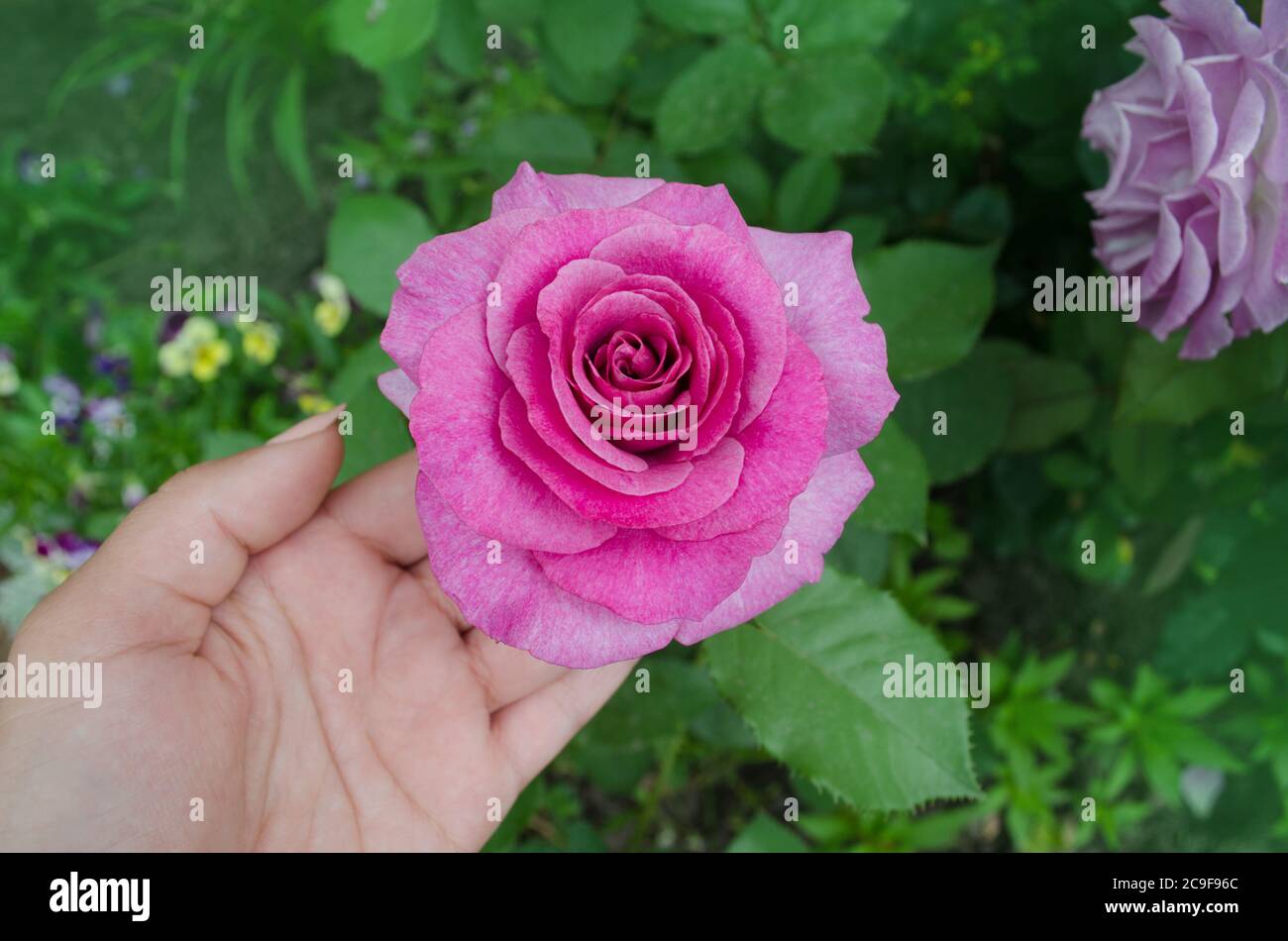 English rose in garden. English pink rose Princess Alexandra of Kent in ...