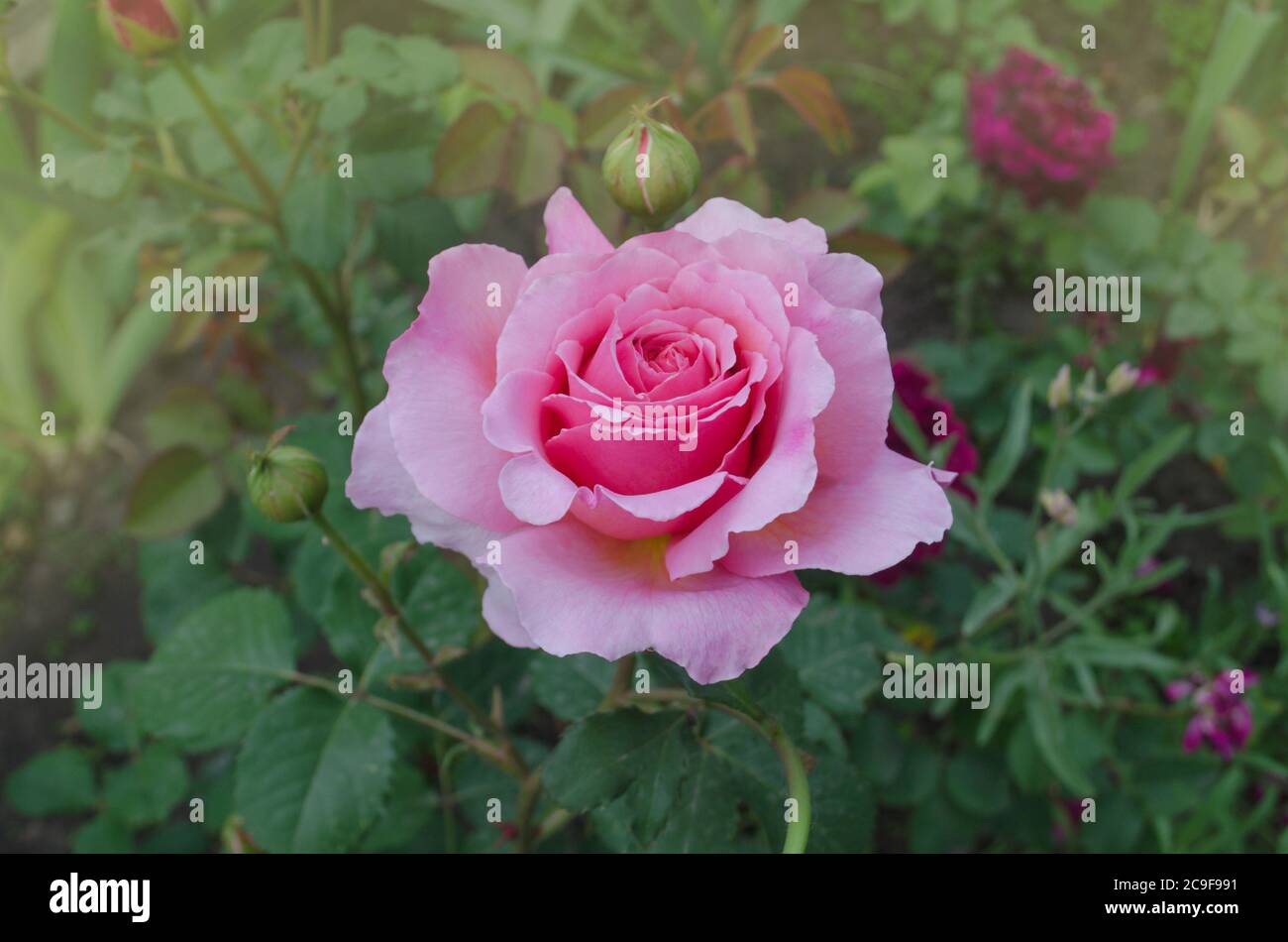 English rose in garden. English pink rose in the summer garden Stock ...