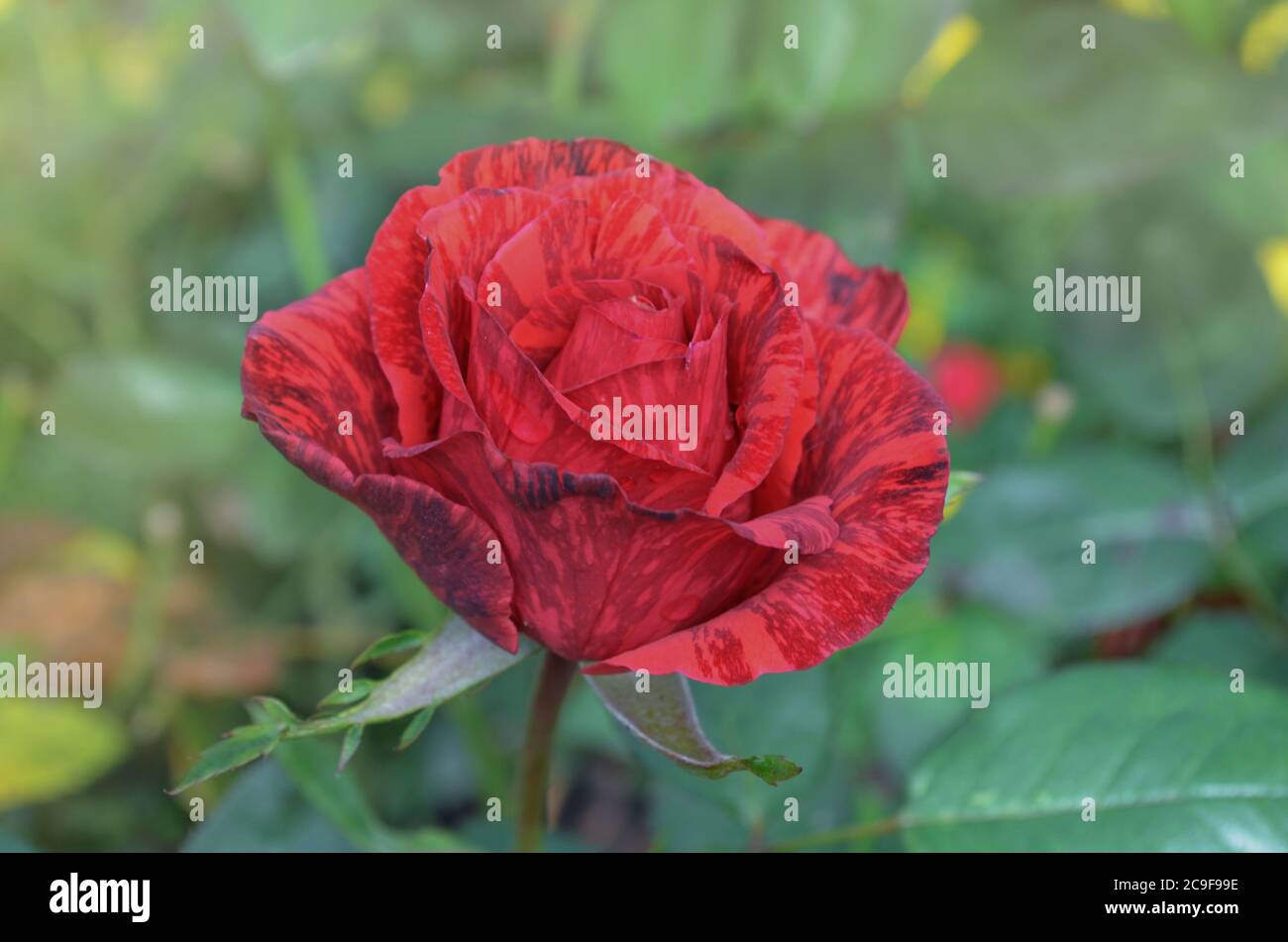 Colorful bush of striped roses in the garden. Red roses with white ...