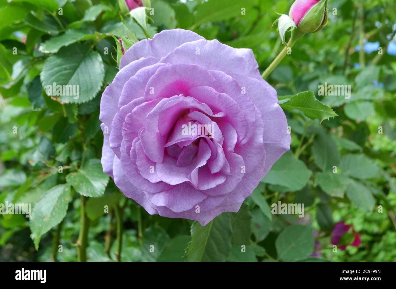 Purple lavender roses flowers in garden. Lady Perfume rose blooming ...
