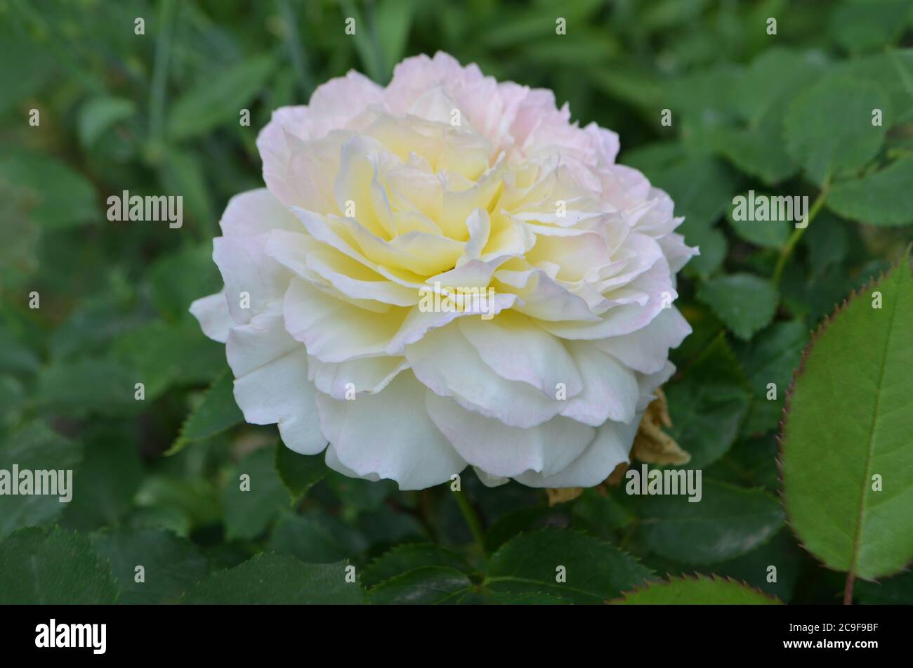 Closeup of beautiful white rose flower. Beautiful white rose in the ...