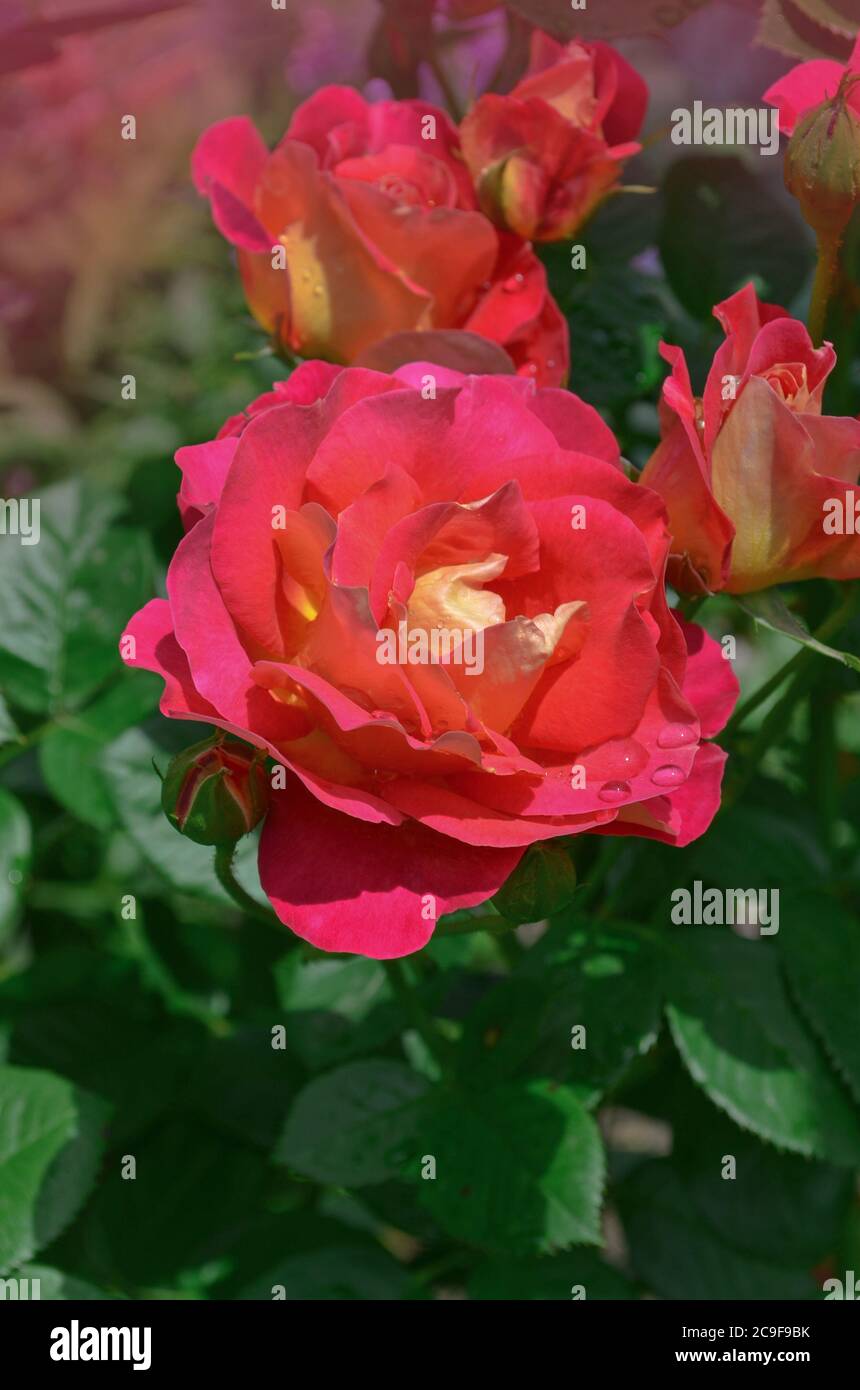 Circus flora hi-res stock photography and images - Alamy