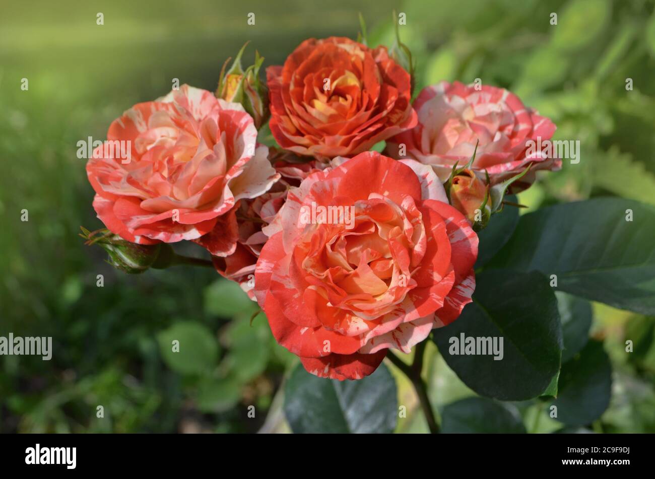 Red orange ribbed hi-res stock photography and images - Alamy