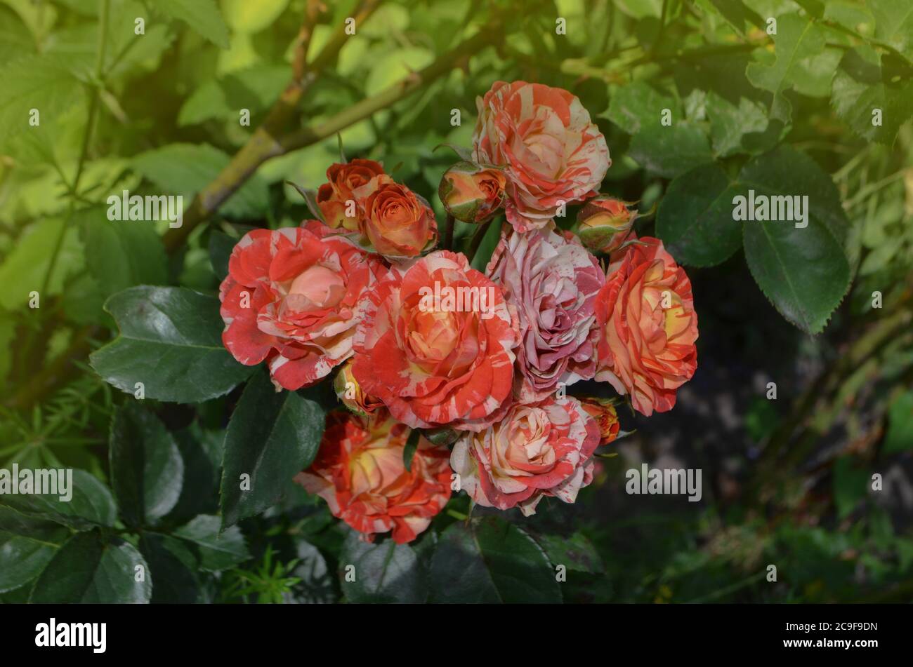 Bicolor red white rose bloom hi-res stock photography and images - Alamy
