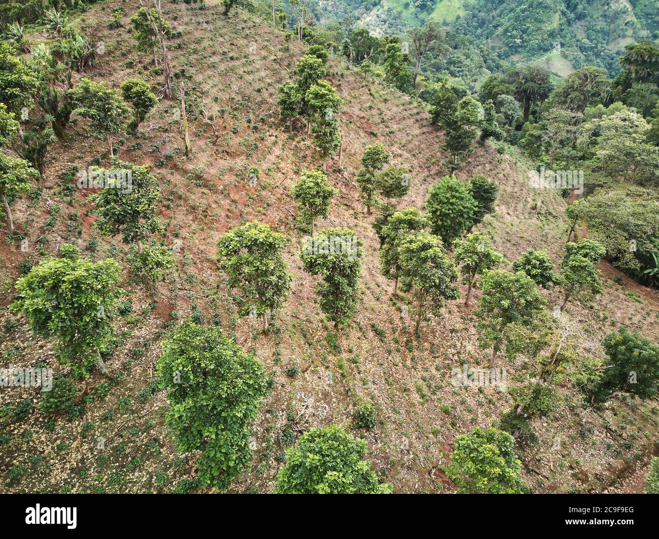 Rows of coffee tree plant on mountain hill aerial drone view Stock ...