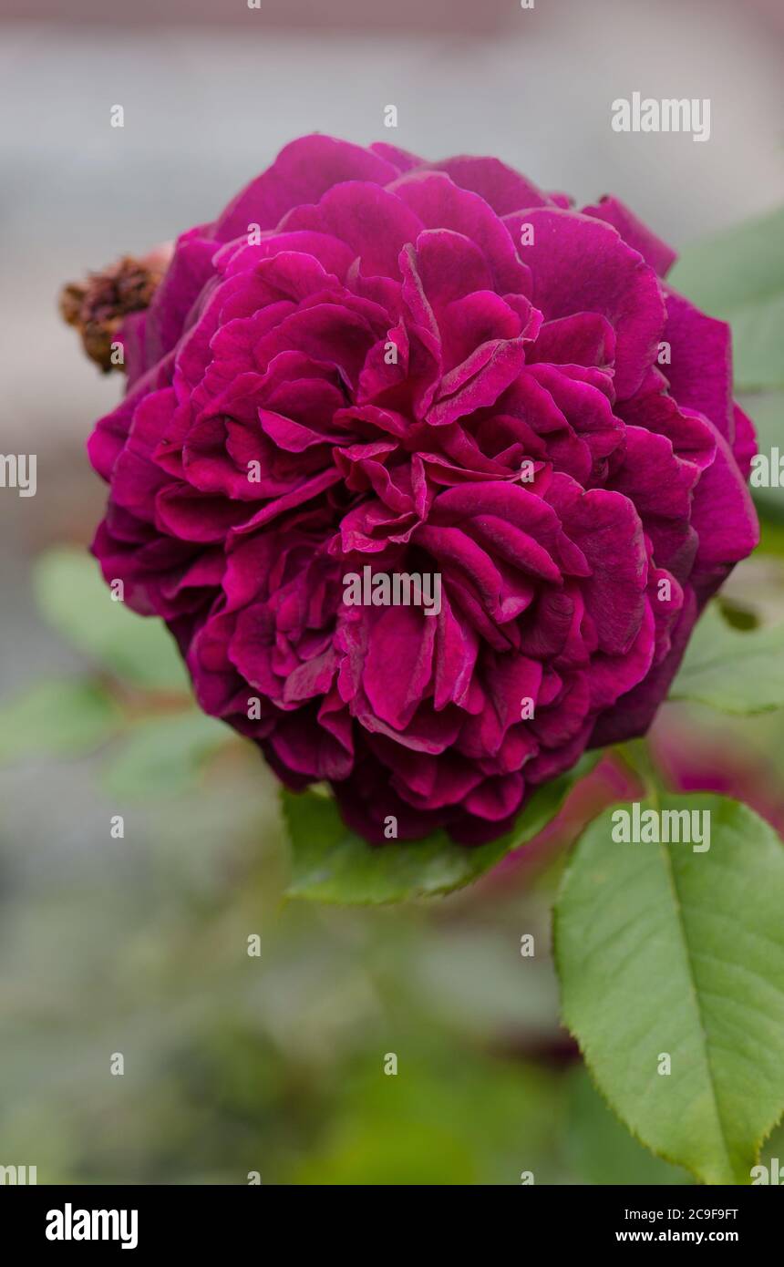 Munstead wood hi-res stock photography and images - Alamy